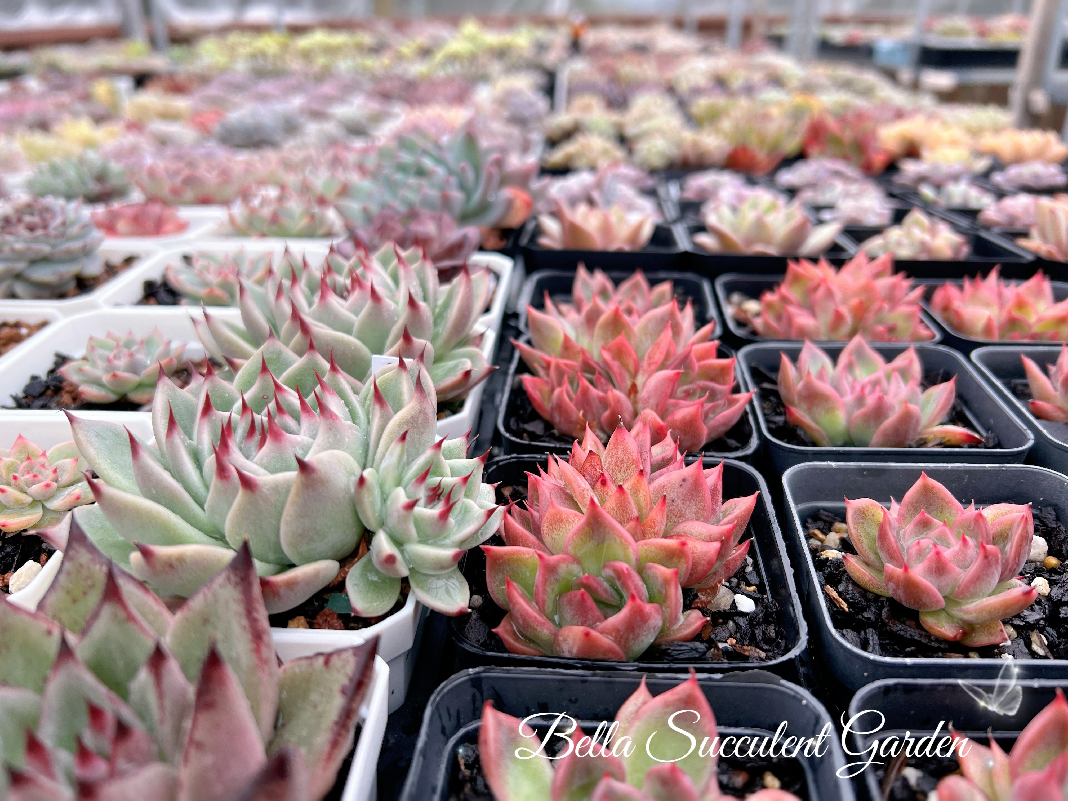 All Available | Bella Succulent Garden