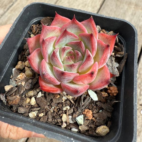 2503 Echeveria Fire Pillar – Bella Succulent Garden