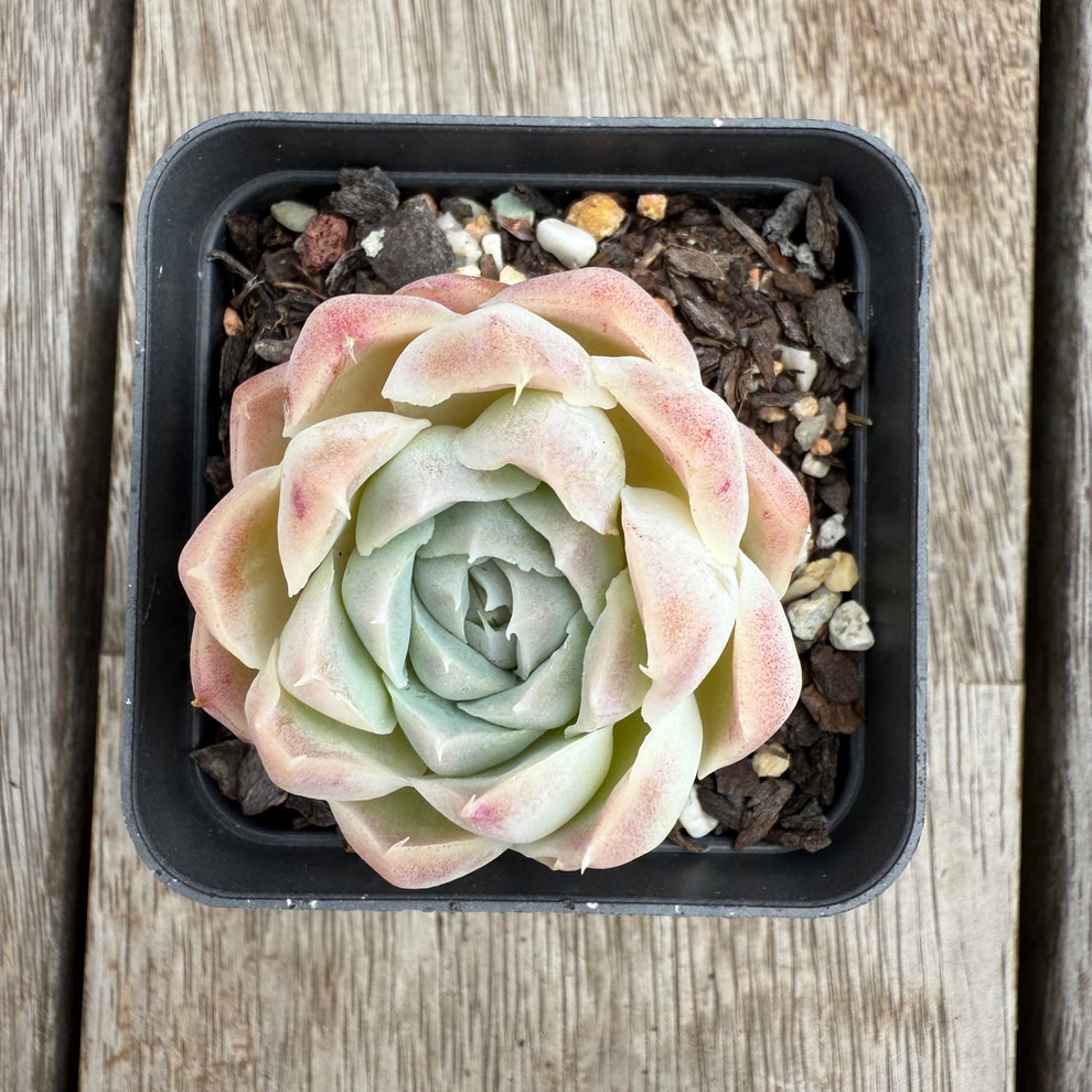 0104 Echeveria Rose Bud – Bella Succulent Garden