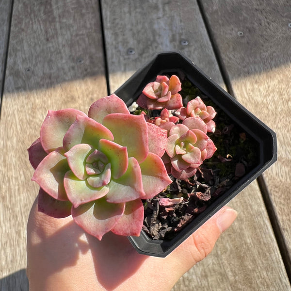 0204 Echeveria Bicolor (multi) – Bella Succulent Garden