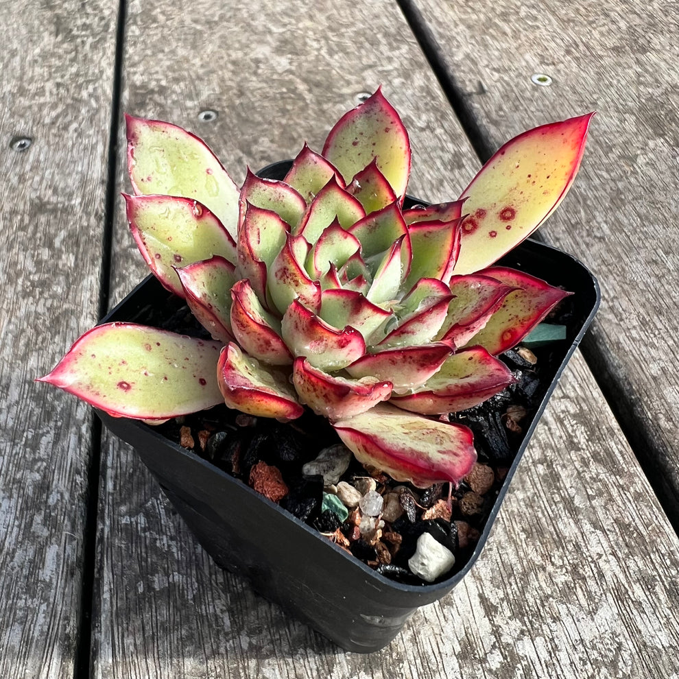 0207 Echeveria Giselle – Bella Succulent Garden