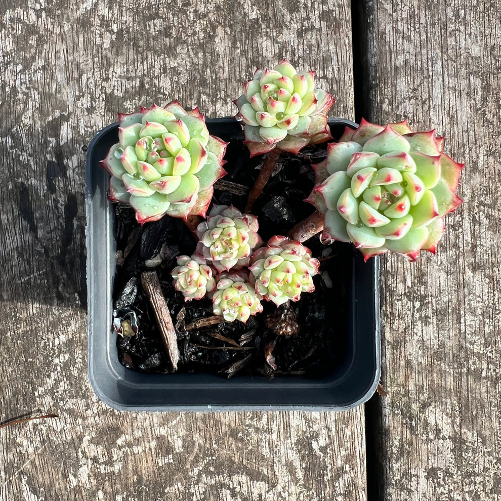 0207 Echeveria Panda Face aka Emerald Tips(clump) – Bella Succulent Garden