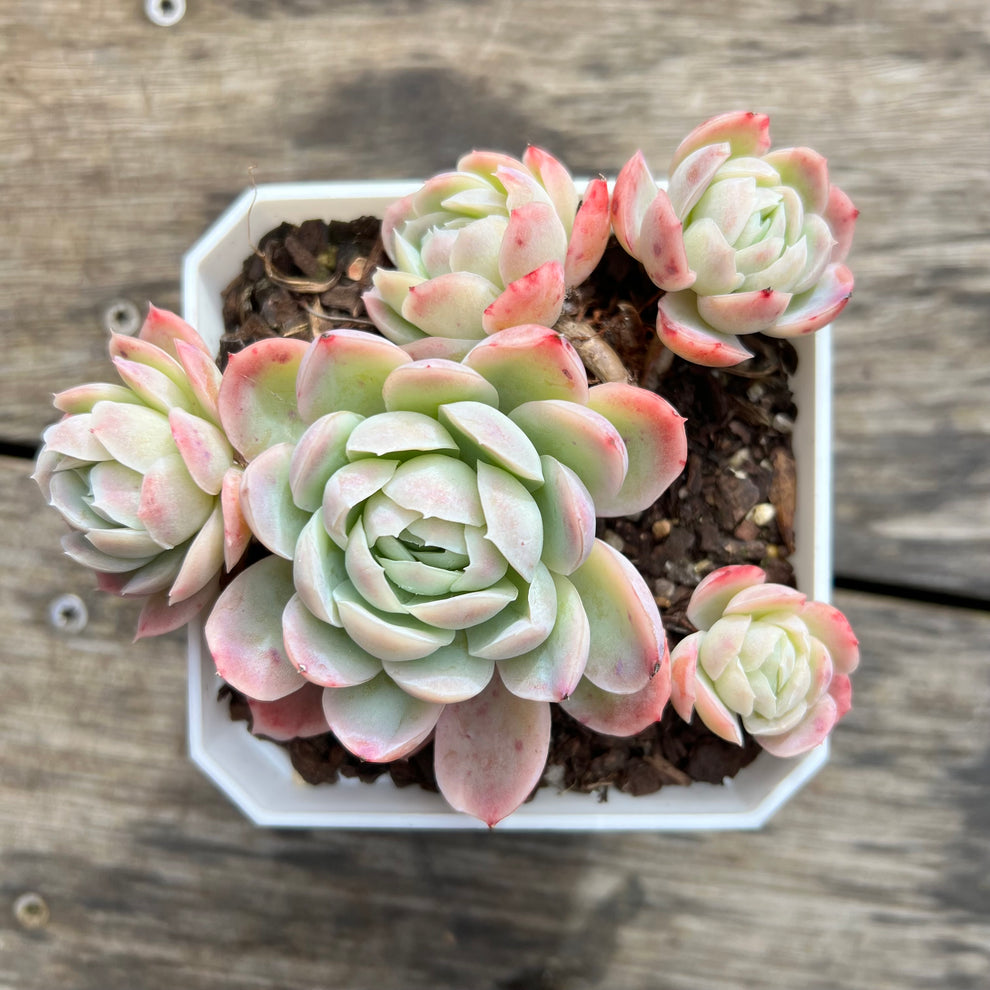 0207 Echeveria Raspberry Ice Hybrid – Bella Succulent Garden