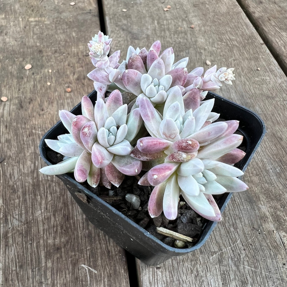 0310 Dudleya Greenei 'White Sprite' – Bella Succulent Garden