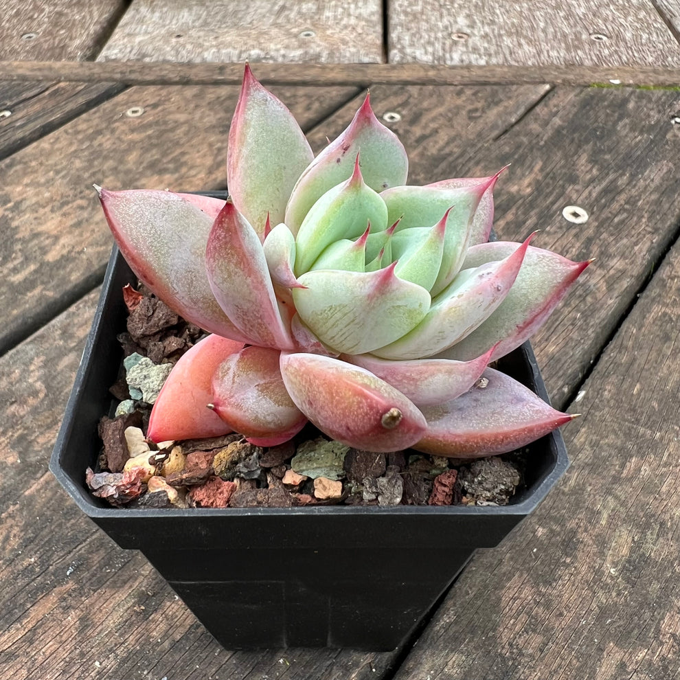 0406 Echeveria Blue Moon – Bella Succulent Garden
