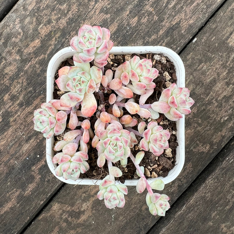 0406 Echeveria Caramel Spirit – Bella Succulent Garden