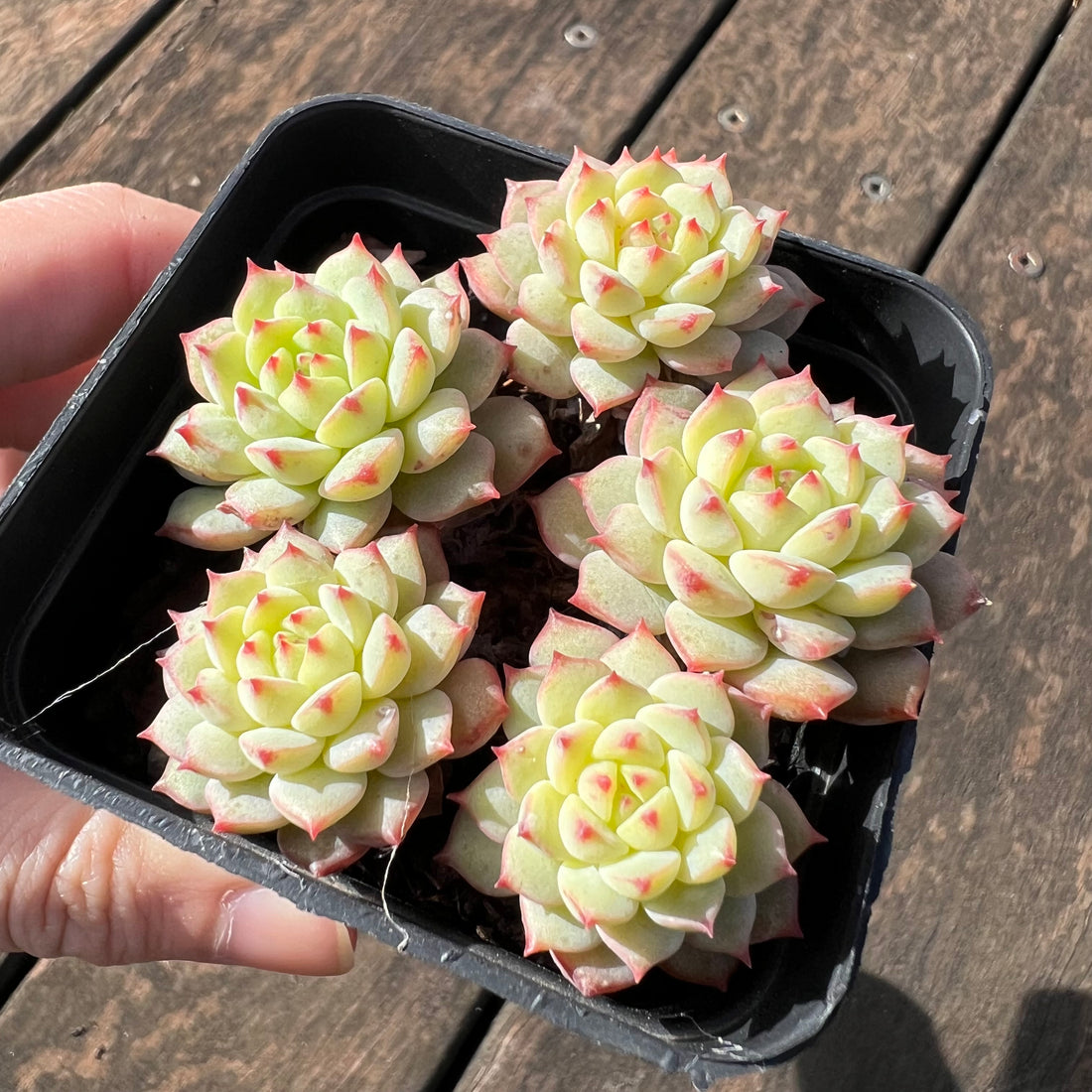 0406 Echeveria Panda Face aka Emerald Tips(clump) – Bella Succulent Garden