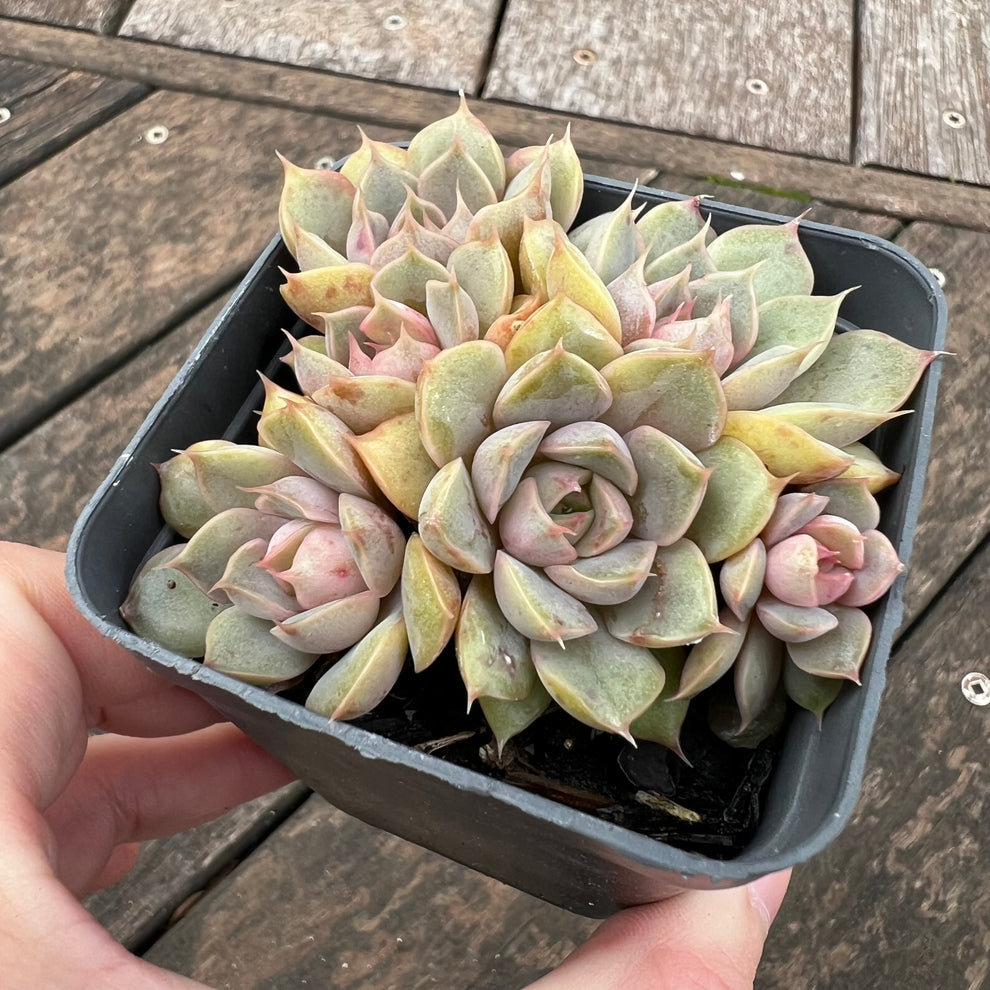 0406 Echeveria Pop Candy (multi) – Bella Succulent Garden