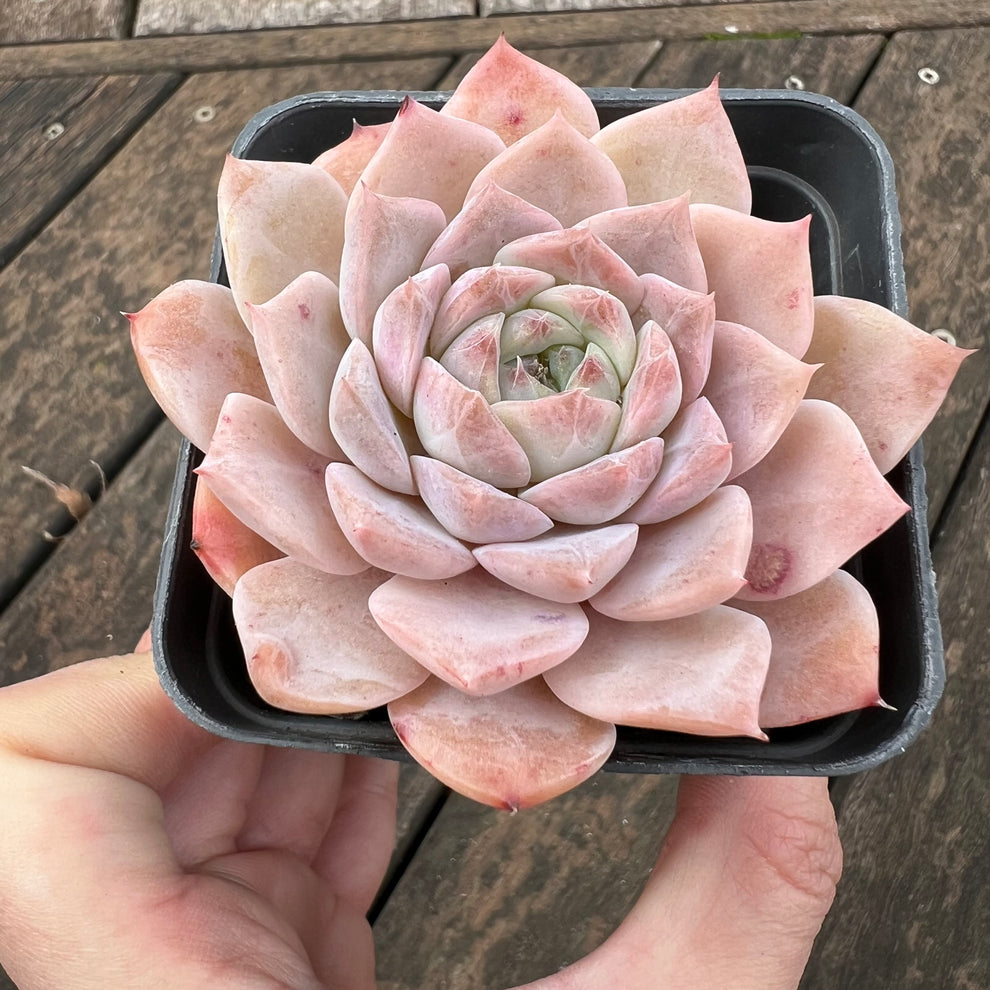 0406 Echeveria Pure Love – Bella Succulent Garden
