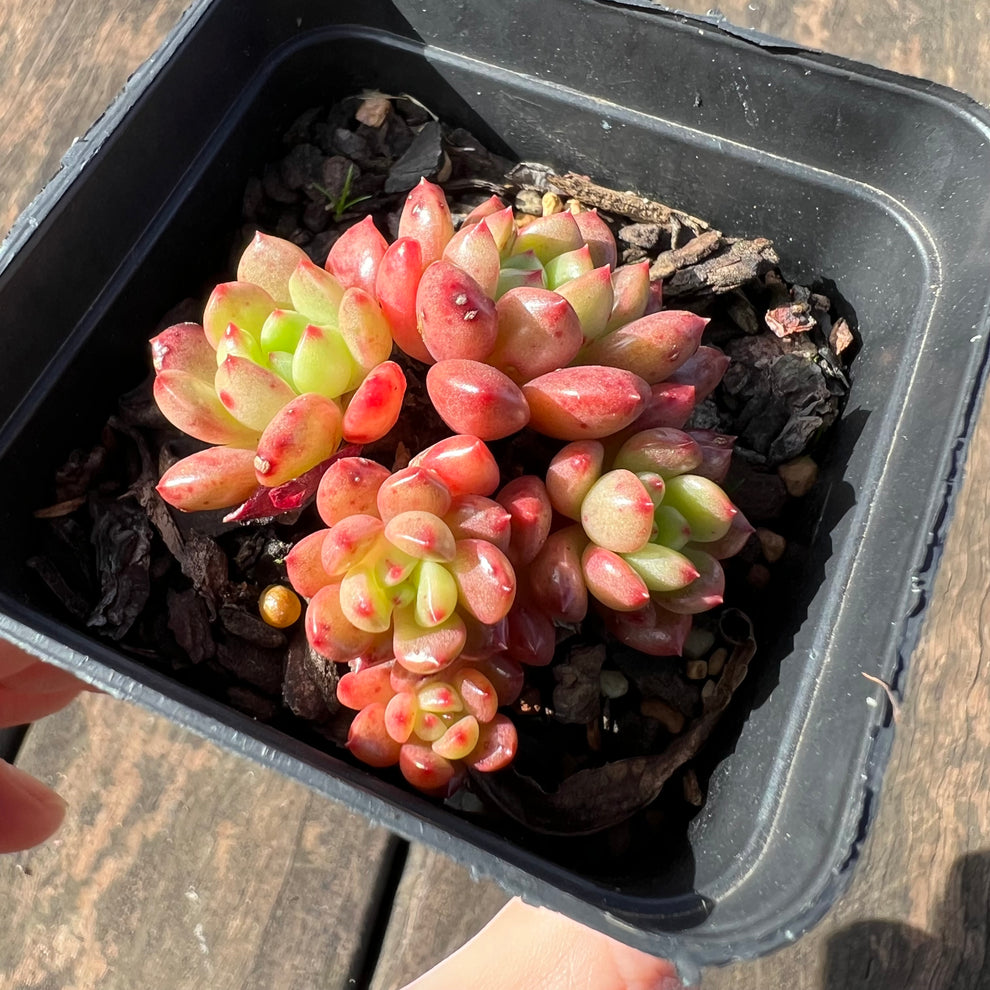 0406 Graptoveria Bashful / Pink Ruby – Bella Succulent Garden