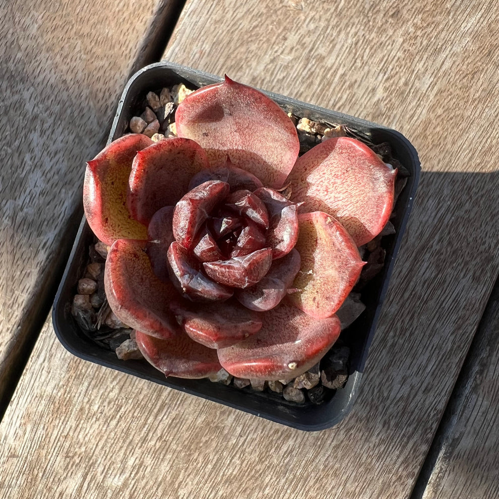 0705 Echeveria Black Crystal Rose – Bella Succulent Garden
