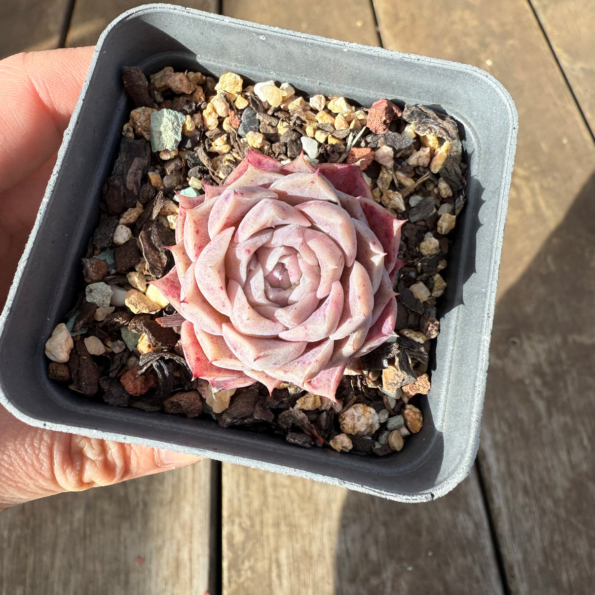 0909 Echeveria Hyalina 'Lilac Goddess' – Bella Succulent Garden
