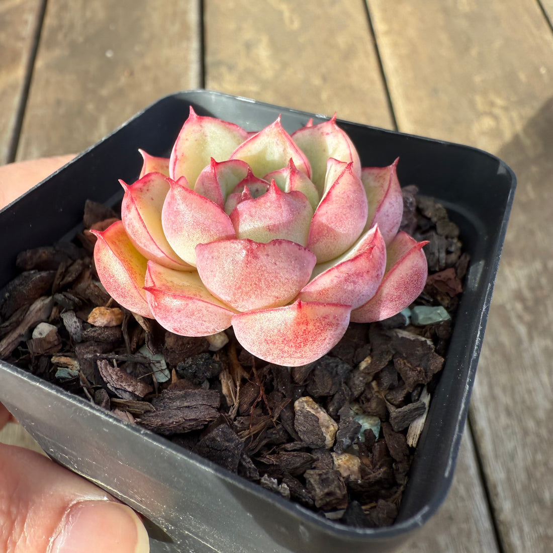 0909 Echeveria Line Queen - korean form – Bella Succulent Garden