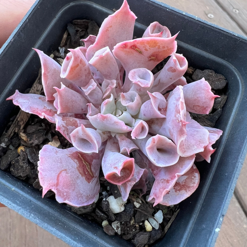 1405 Echeveria Trumpet Pinky – Bella Succulent Garden