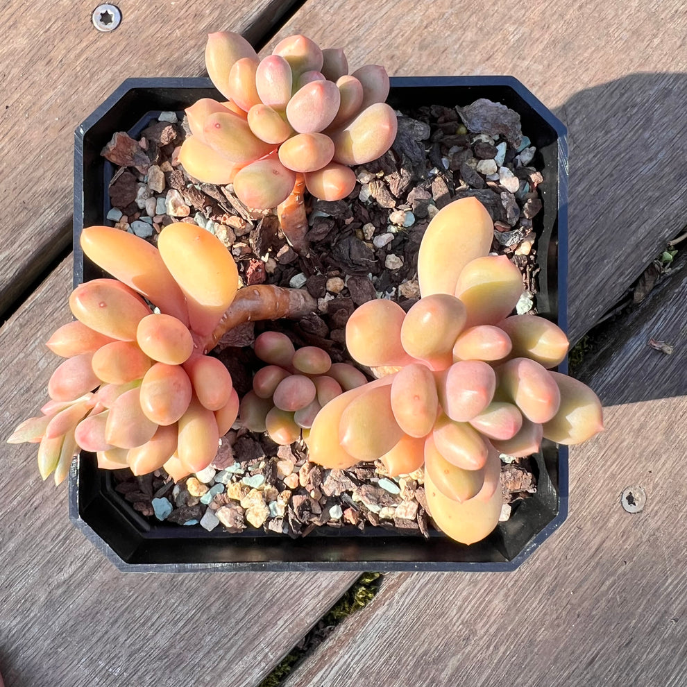 1510 Graptoveria Rainbow Grapes (Multi) – Bella Succulent Garden