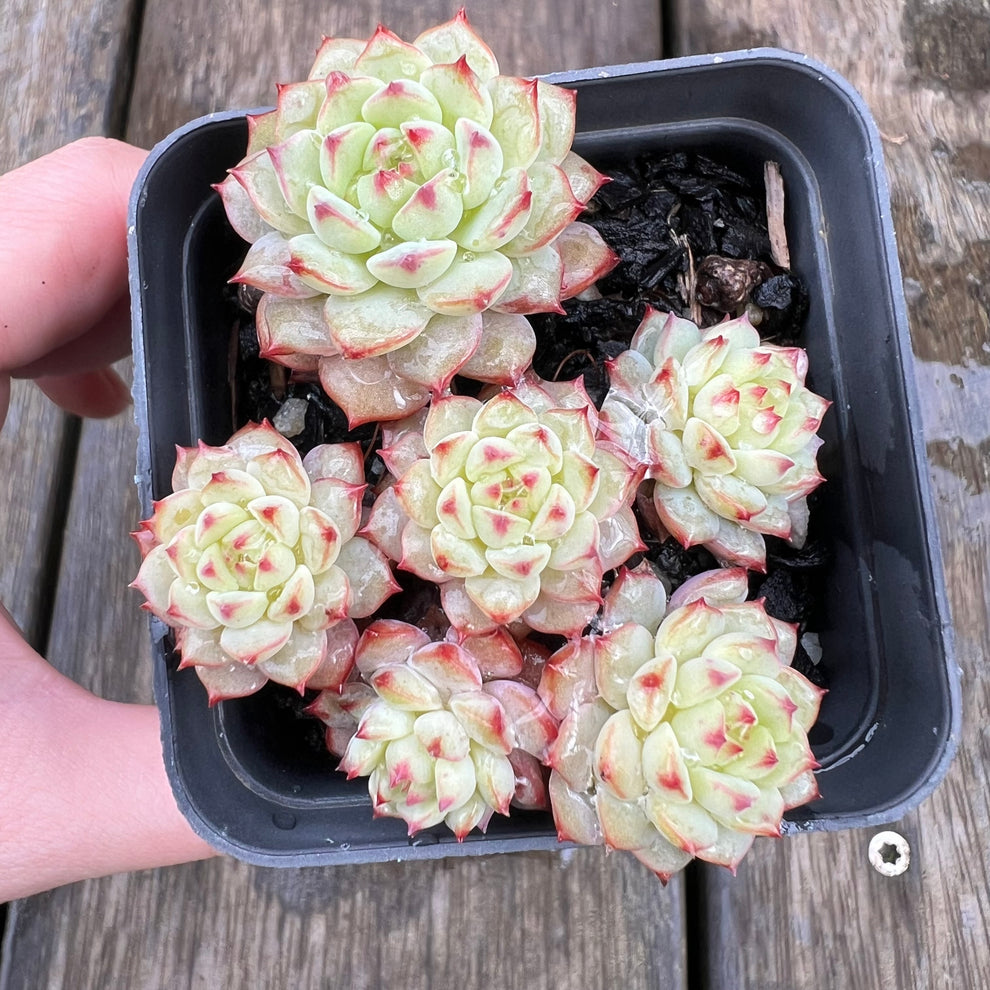 1607 Echeveria Panda Face aka Emerald Tips(clump) – Bella Succulent Garden