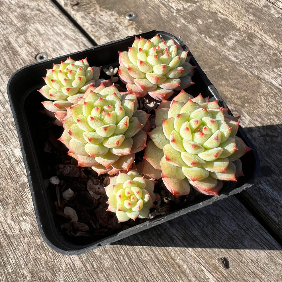 1806 Echeveria Panda Face aka Emerald Tips (clump) – Bella Succulent Garden