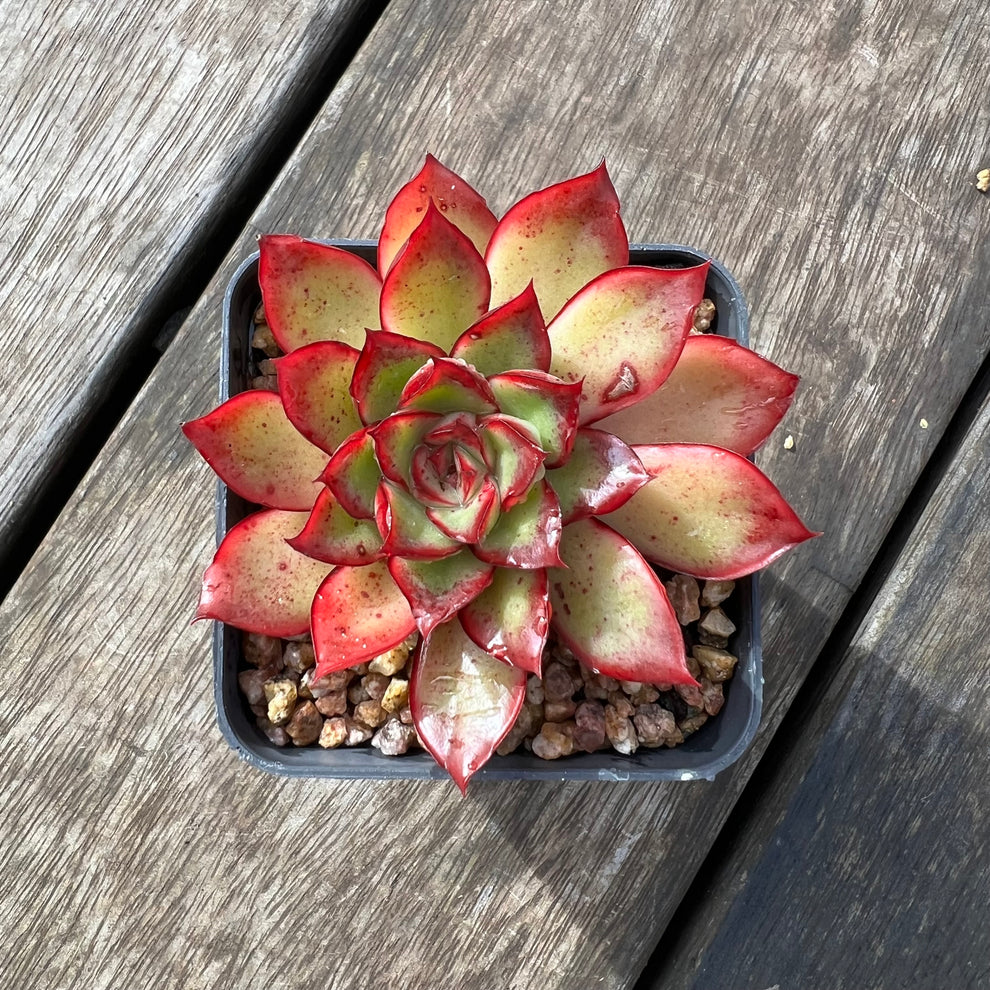 2105 Echeveria Giselle – Bella Succulent Garden