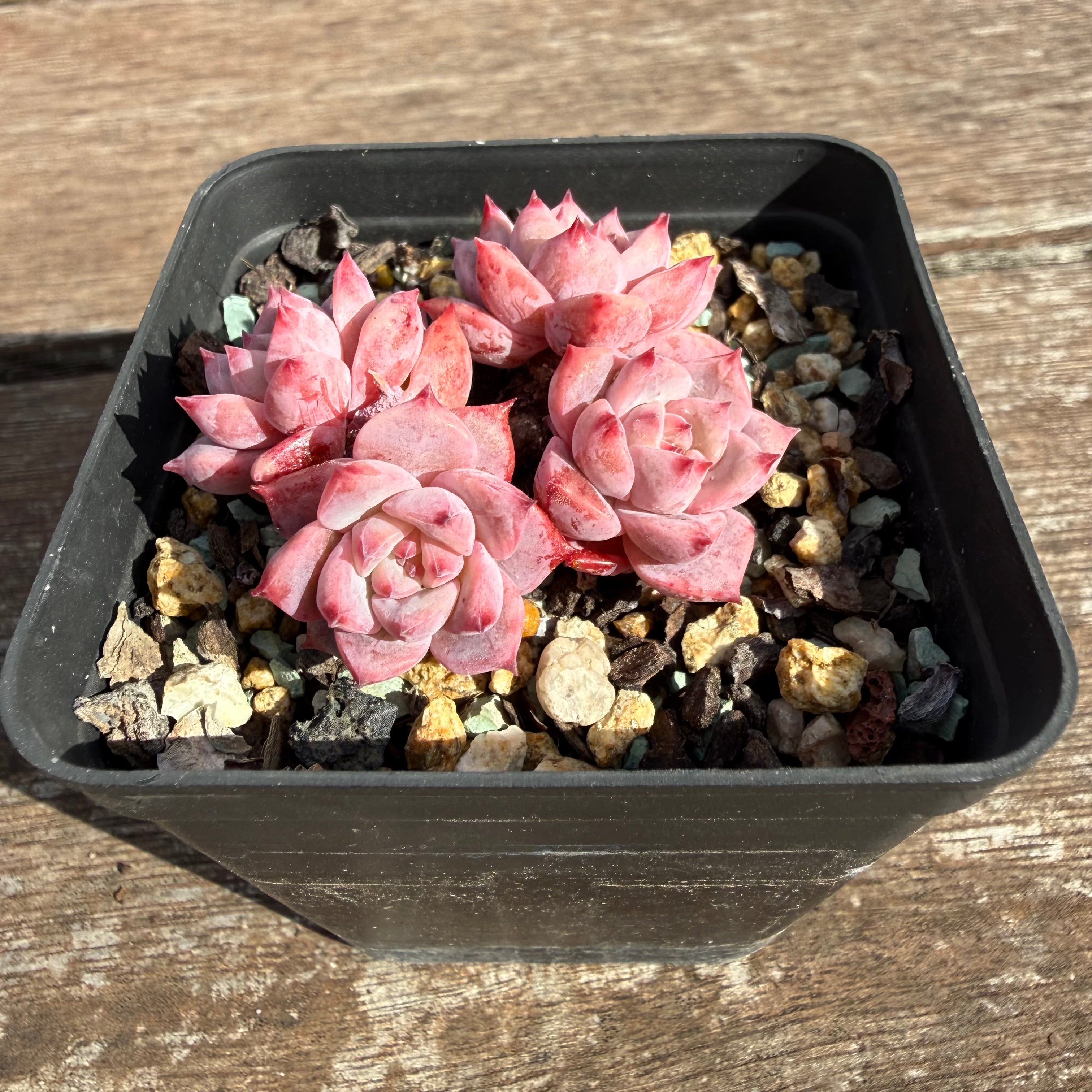 2110 Echeveria Frosty Bloom (Multi) – Bella Succulent Garden