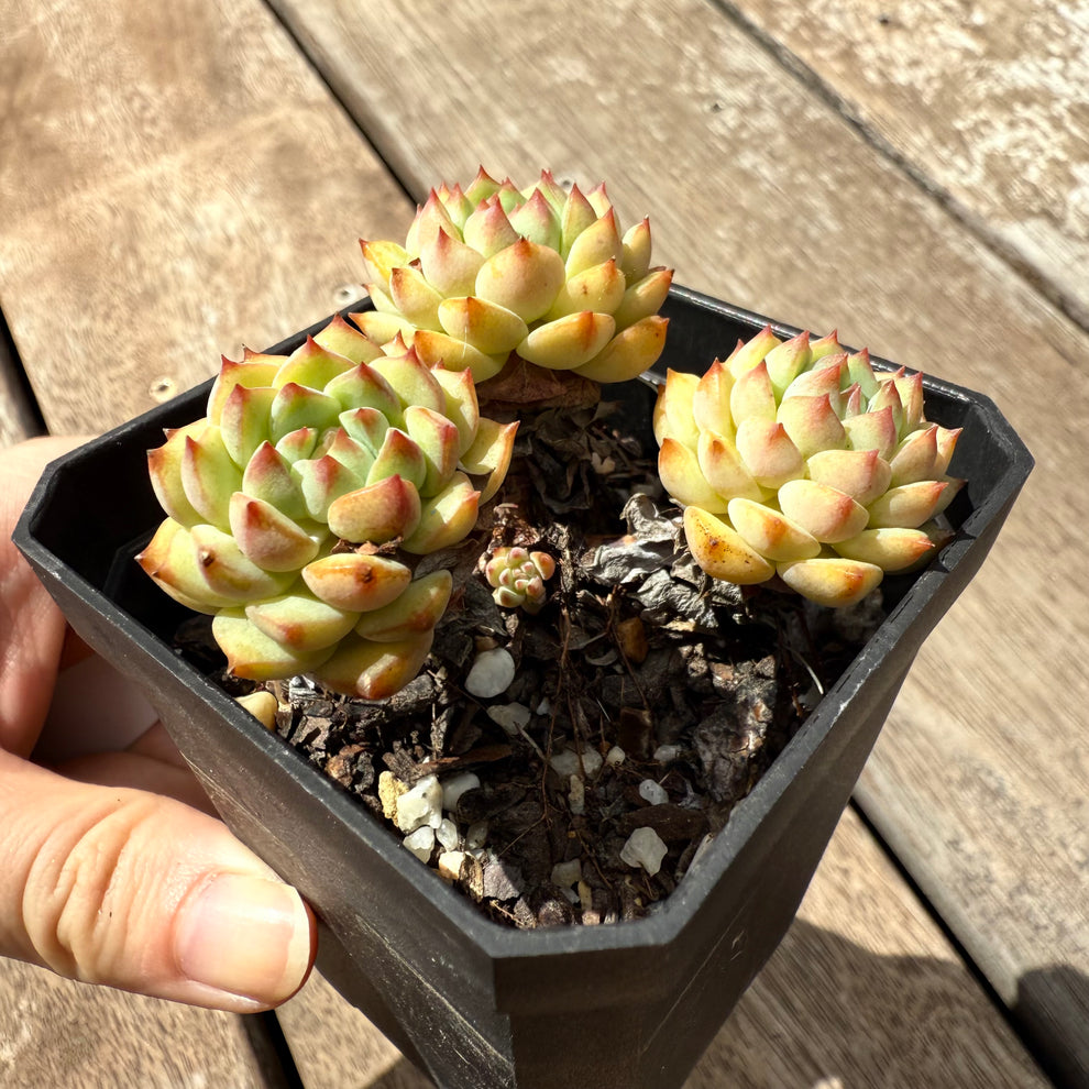 2402 Echeveria Panda Face aka Emerald Tips – Bella Succulent Garden