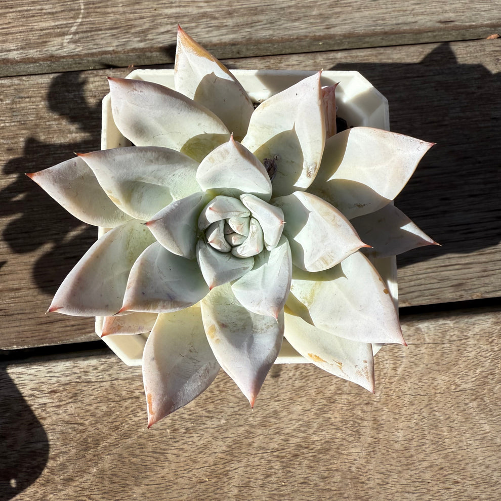 2503 Echeveria Mexican Giant – Bella Succulent Garden