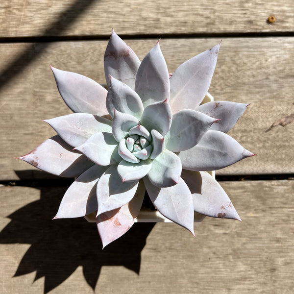 2603 Echeveria Mexican Giant – Bella Succulent Garden