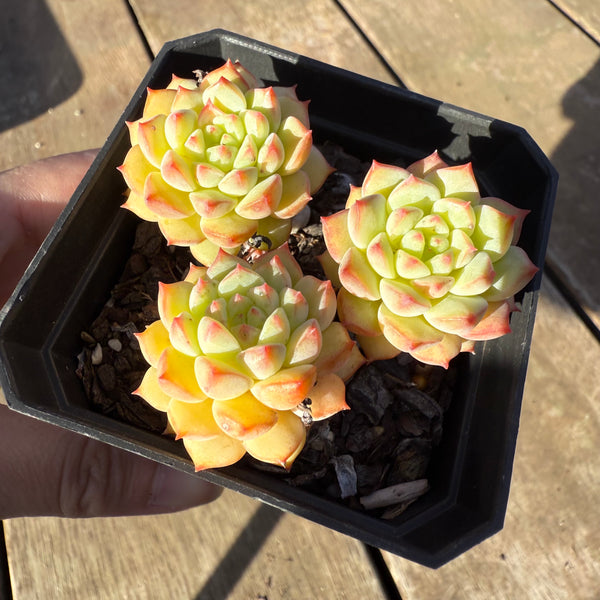 2705 Echeveria Panda Face aka Emerald Tips – Bella Succulent Garden