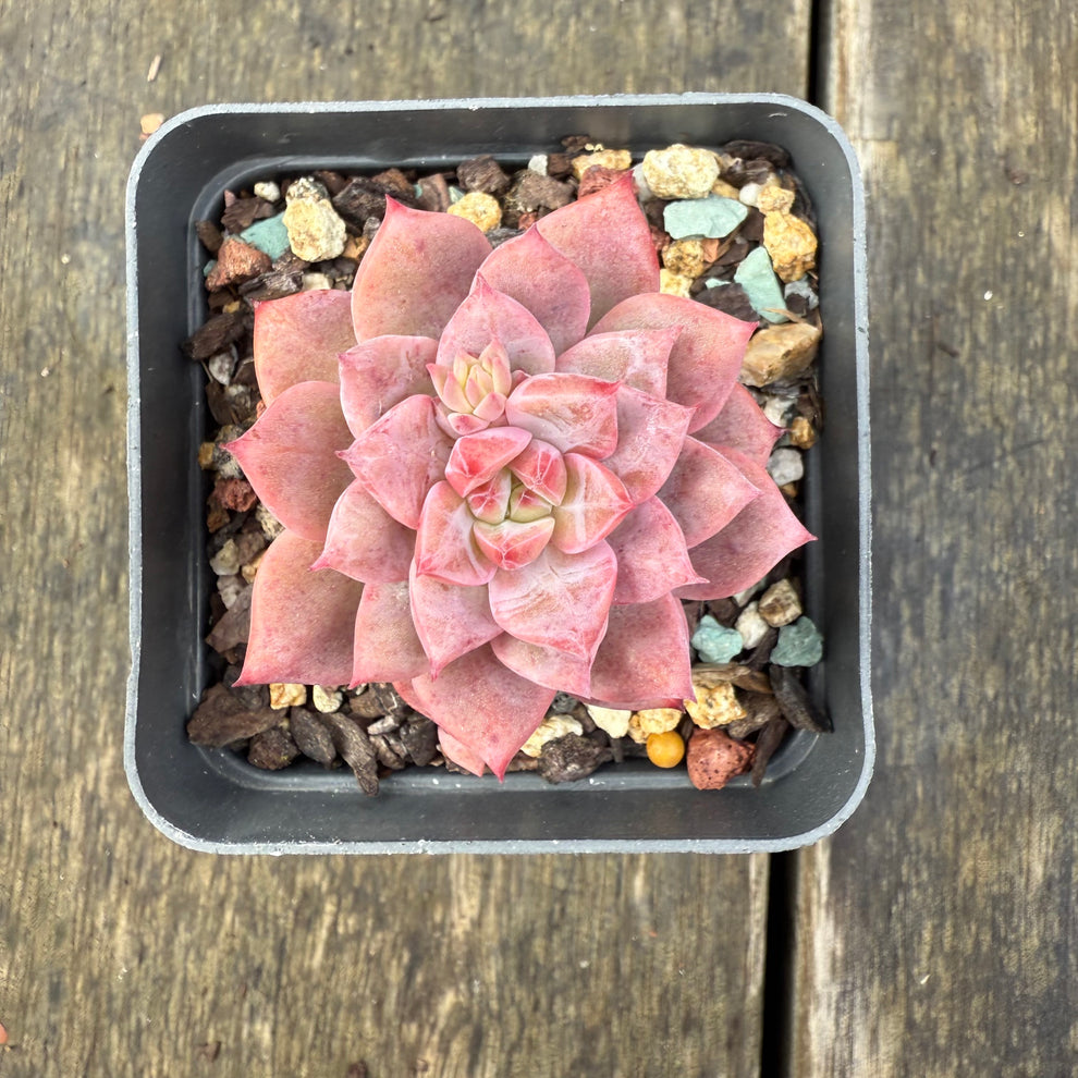2907 Echeveria Frosty Bloom – Bella Succulent Garden