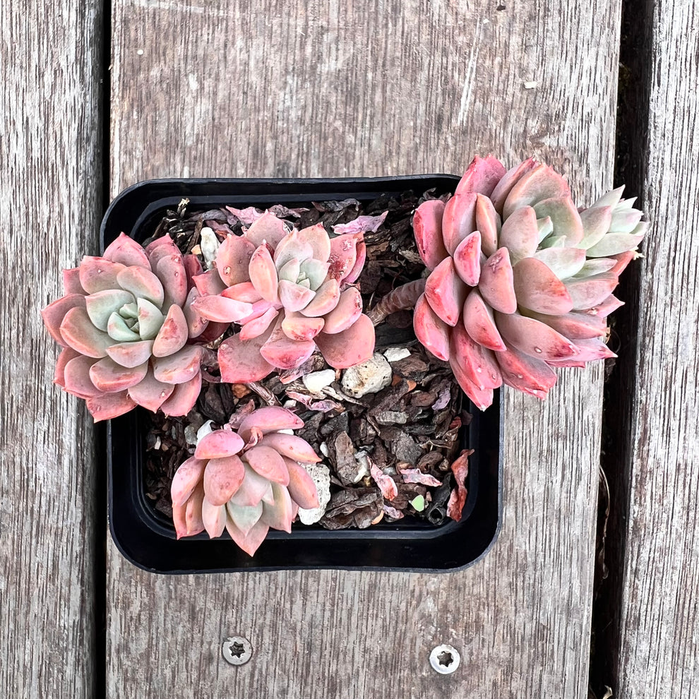 2910 Sedeveria Purple Drop aka Victor – Bella Succulent Garden