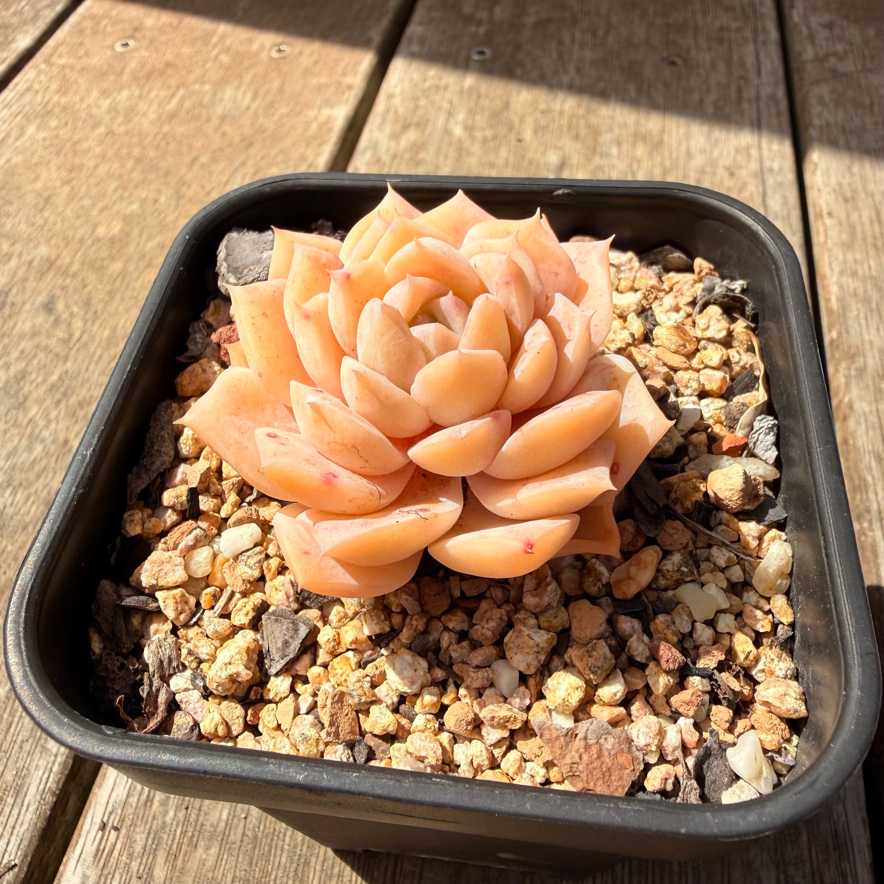 3009 Echeveria 'Star Dew' – Bella Succulent Garden