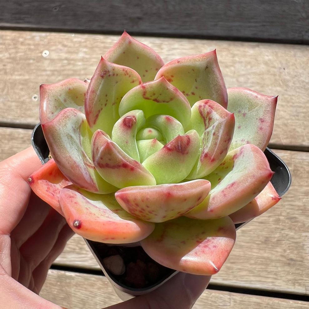 Echeveria Bloody Champagne – Bella Succulent Garden