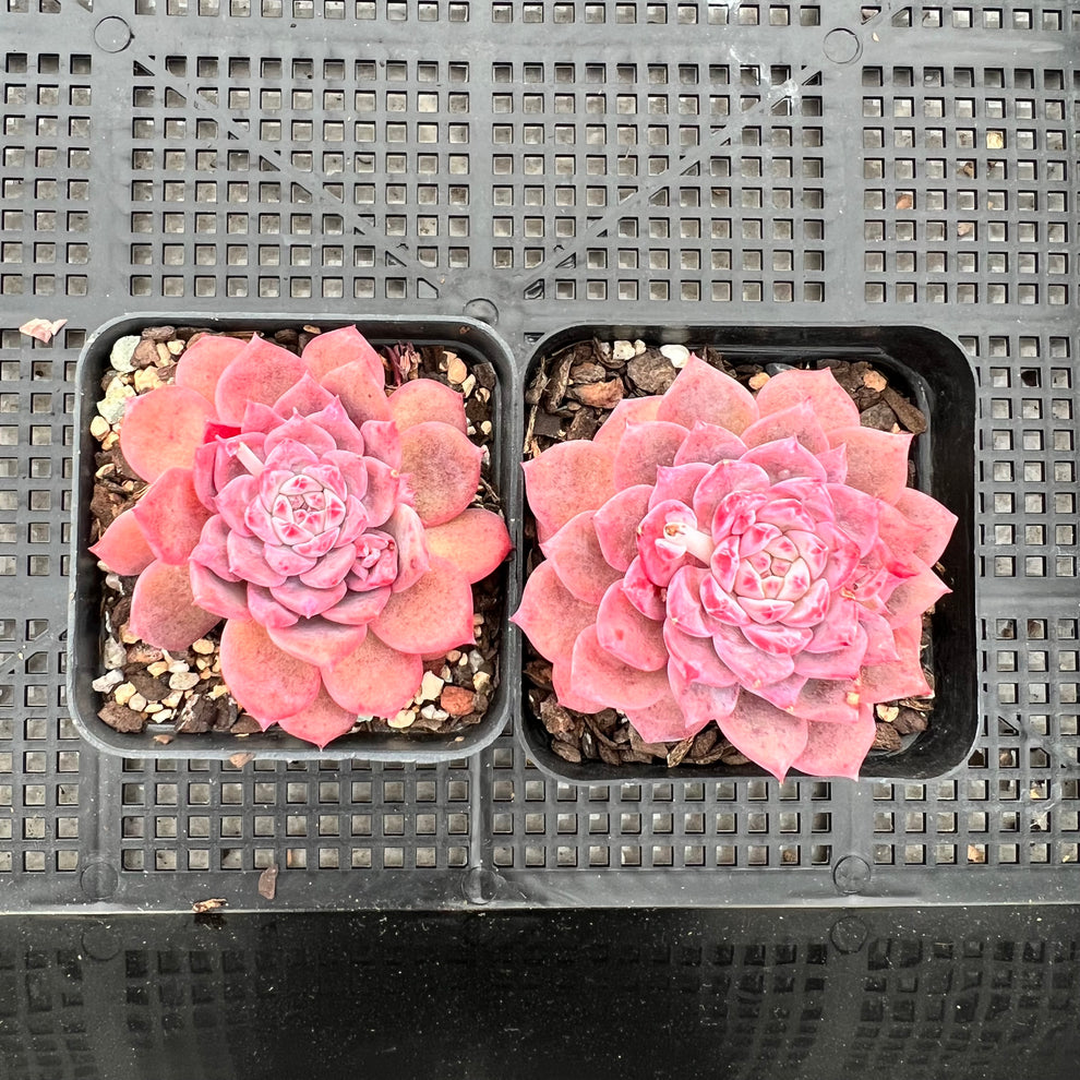 Echeveria Frosty Bloom – Bella Succulent Garden