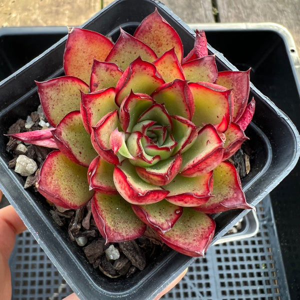 Echeveria Giselle – Bella Succulent Garden