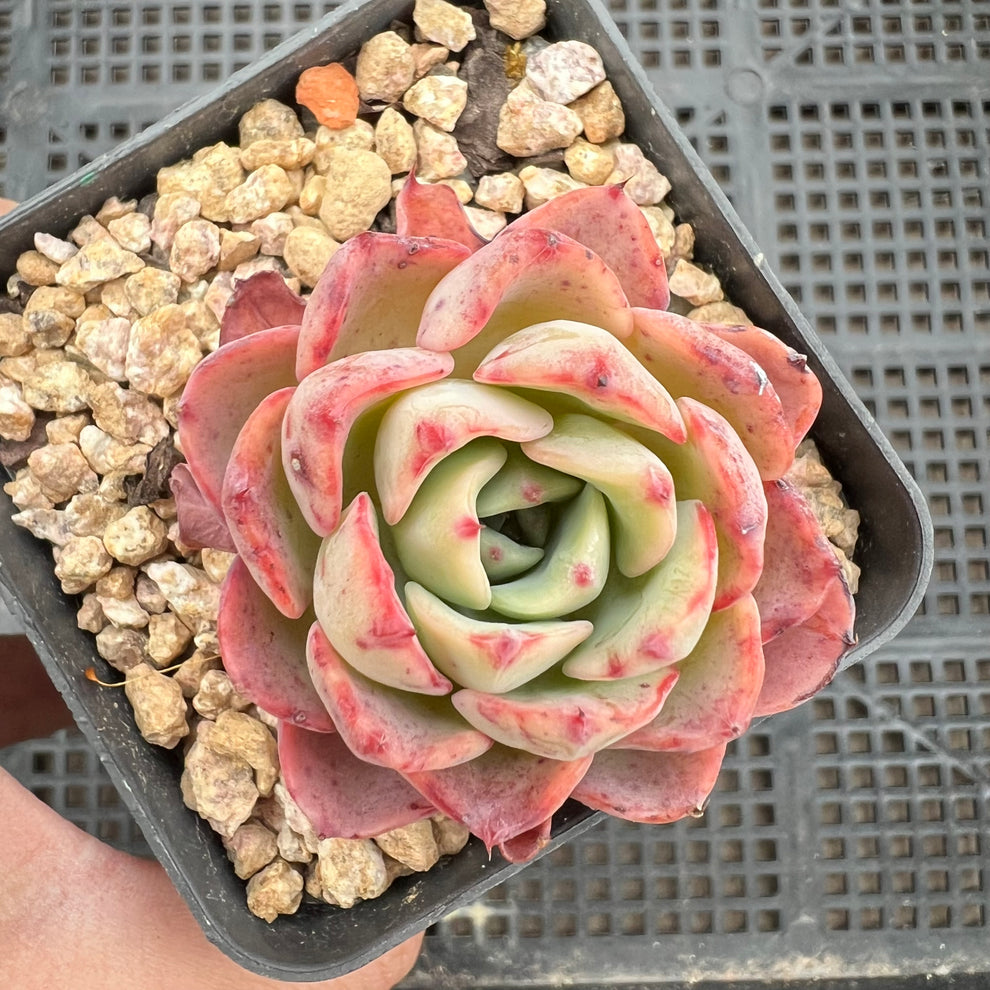 Echeveria Lara (Minima x Secund) – Bella Succulent Garden