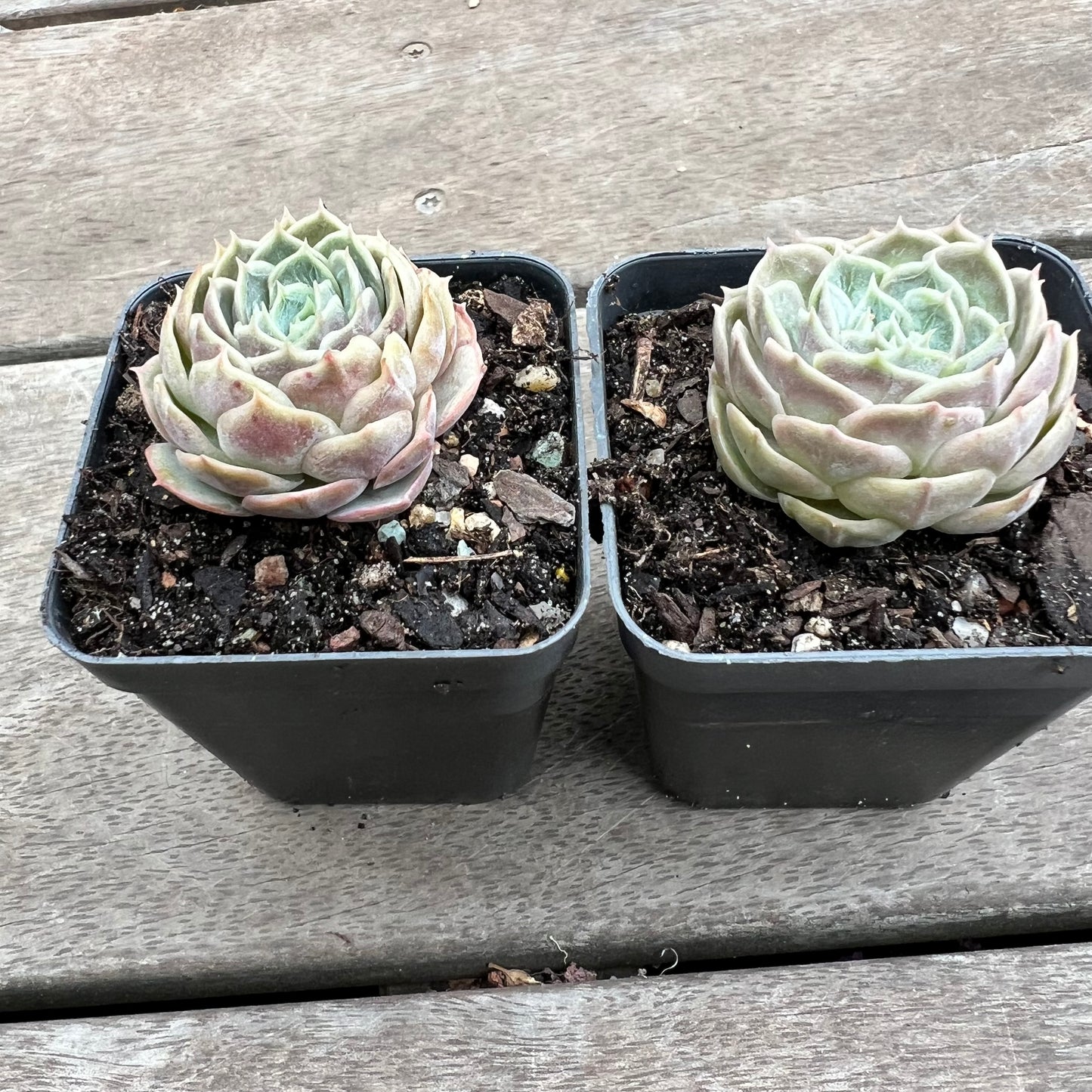 Echeveria Onslow – Bella Succulent Garden Echeveria Onslow – Bella Succulent Garden