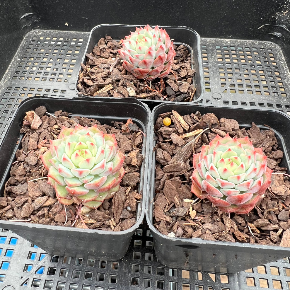 Echeveria Panda Face aka Emerald Tips – Bella Succulent Garden