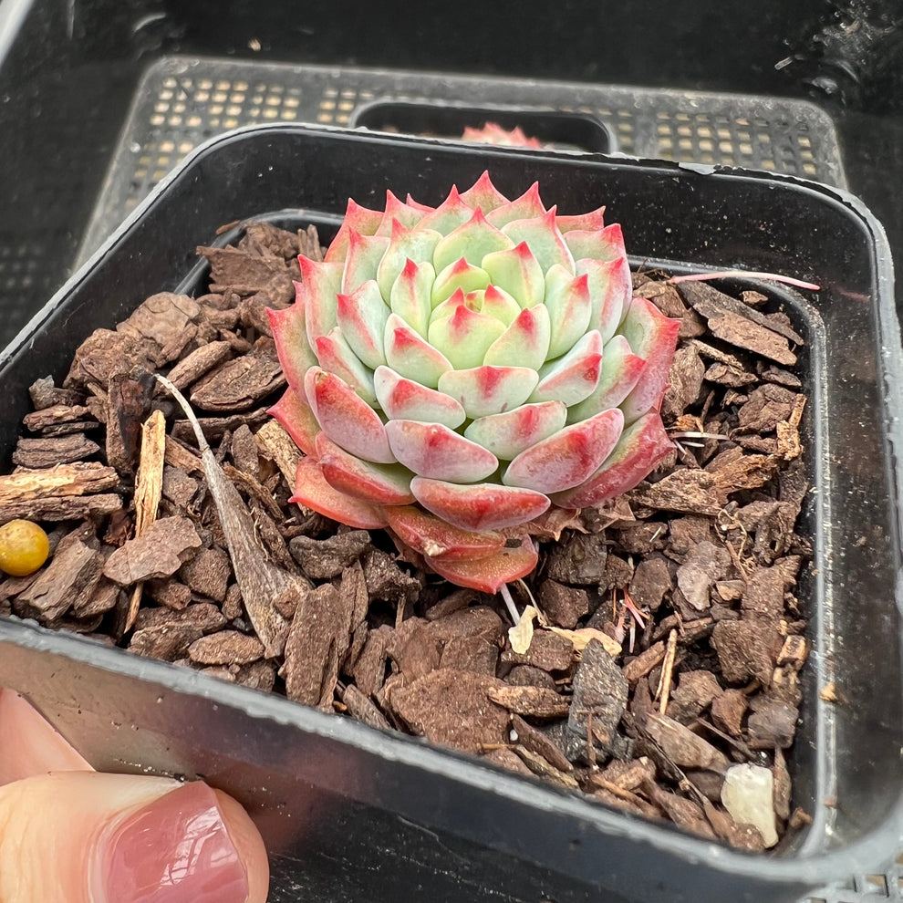 Echeveria Panda Face aka Emerald Tips – Bella Succulent Garden