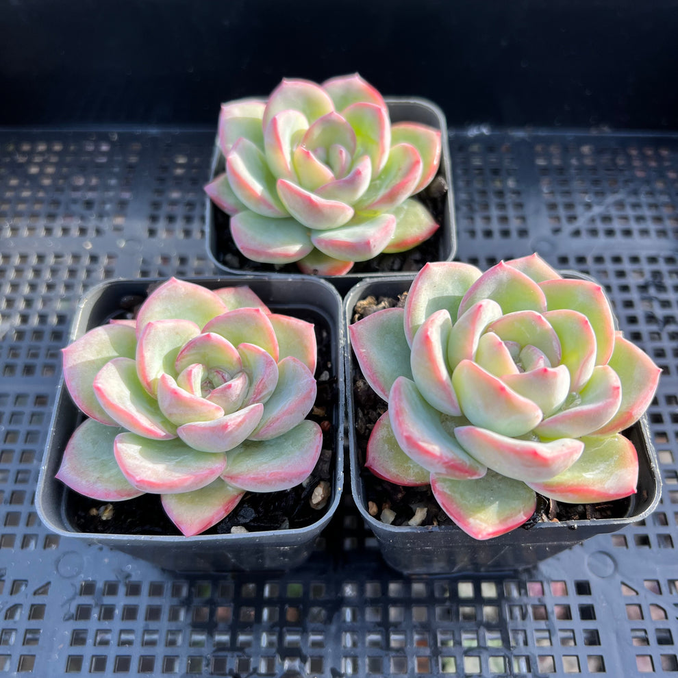 Echeveria Strawberry Puff – Bella Succulent Garden