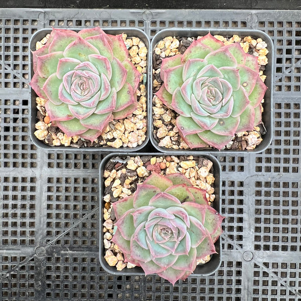 Echeveria 'Strawberry Roll' – Bella Succulent Garden